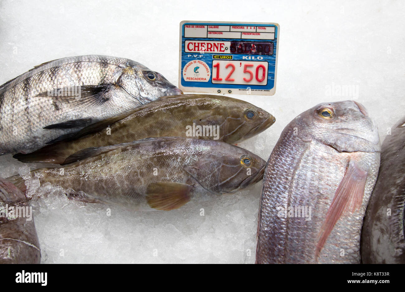 Mérou basse Banque de photographies et d’images à haute résolution - Alamy