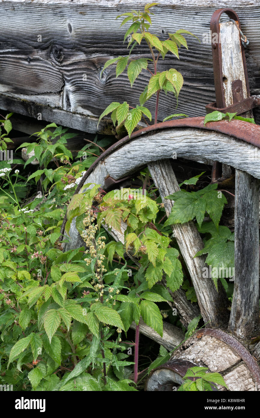 Une roue de chariot sert d'habitat pour des framboises sauvages comme ...