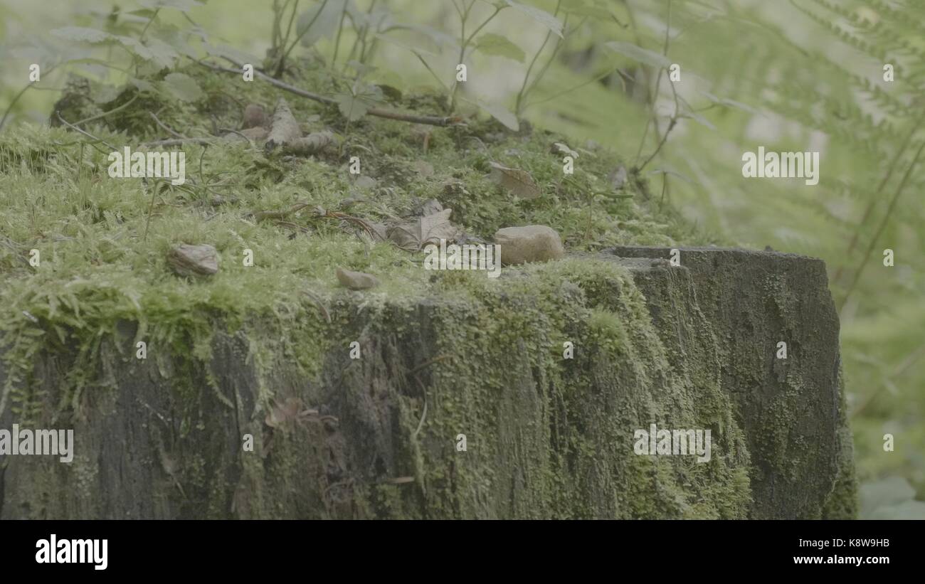 Souche en bois avec de plus en plus de végétation sur le dessus ...