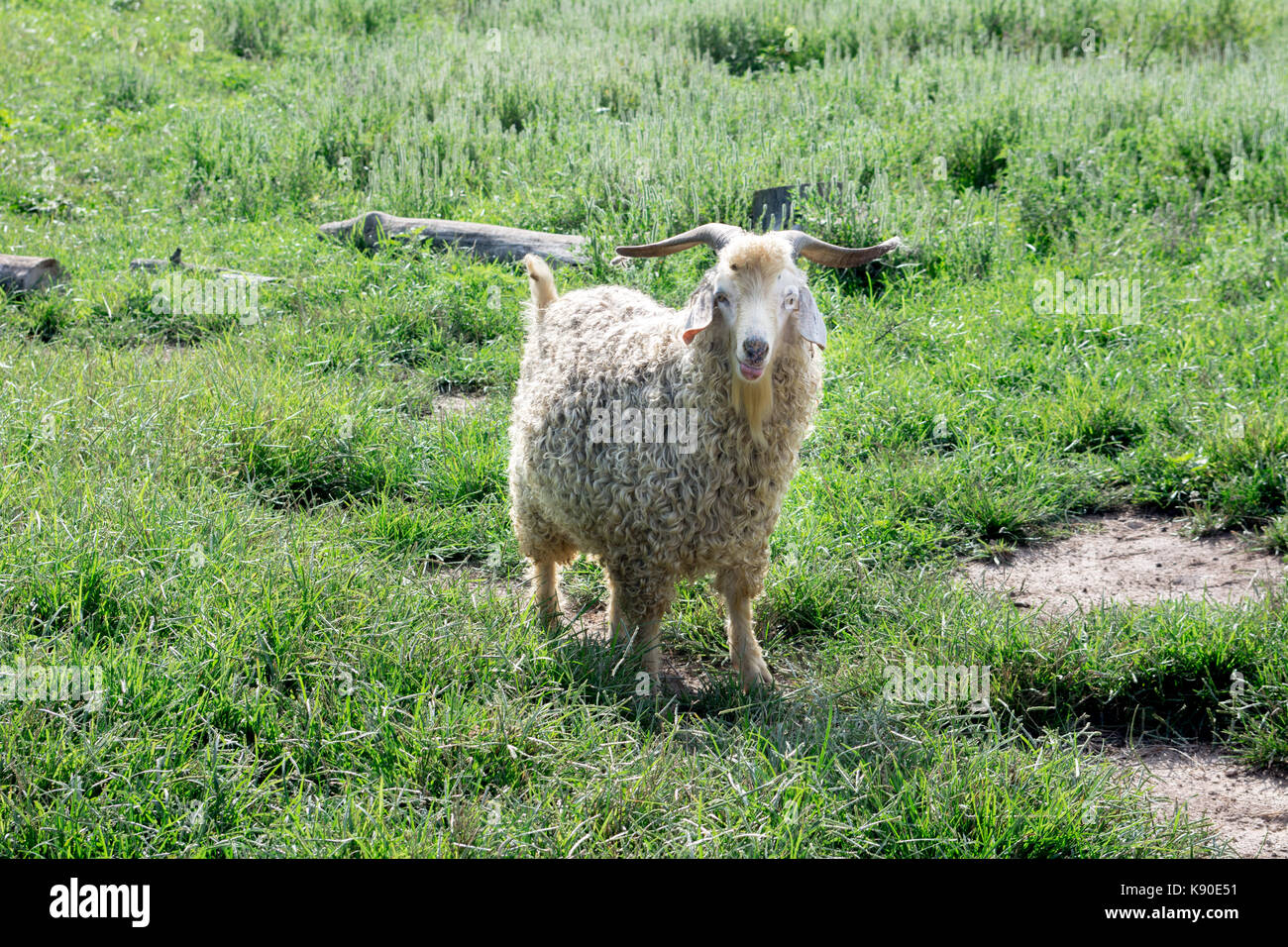 Chèvre Angora dans les champs avec sa langue Photo Stock - Alamy