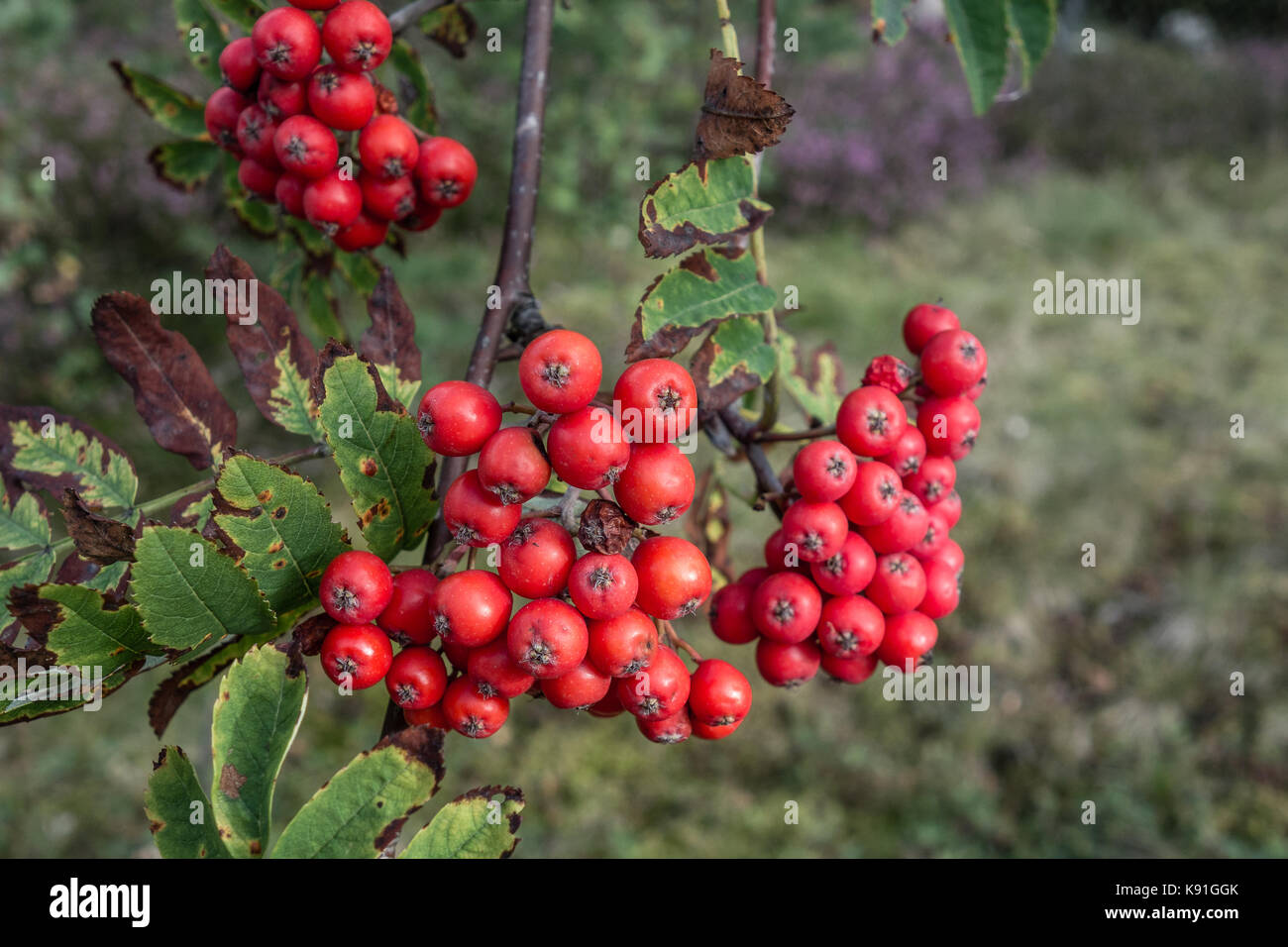 Rouge dans la nature Banque de photographies et d’images à haute ...