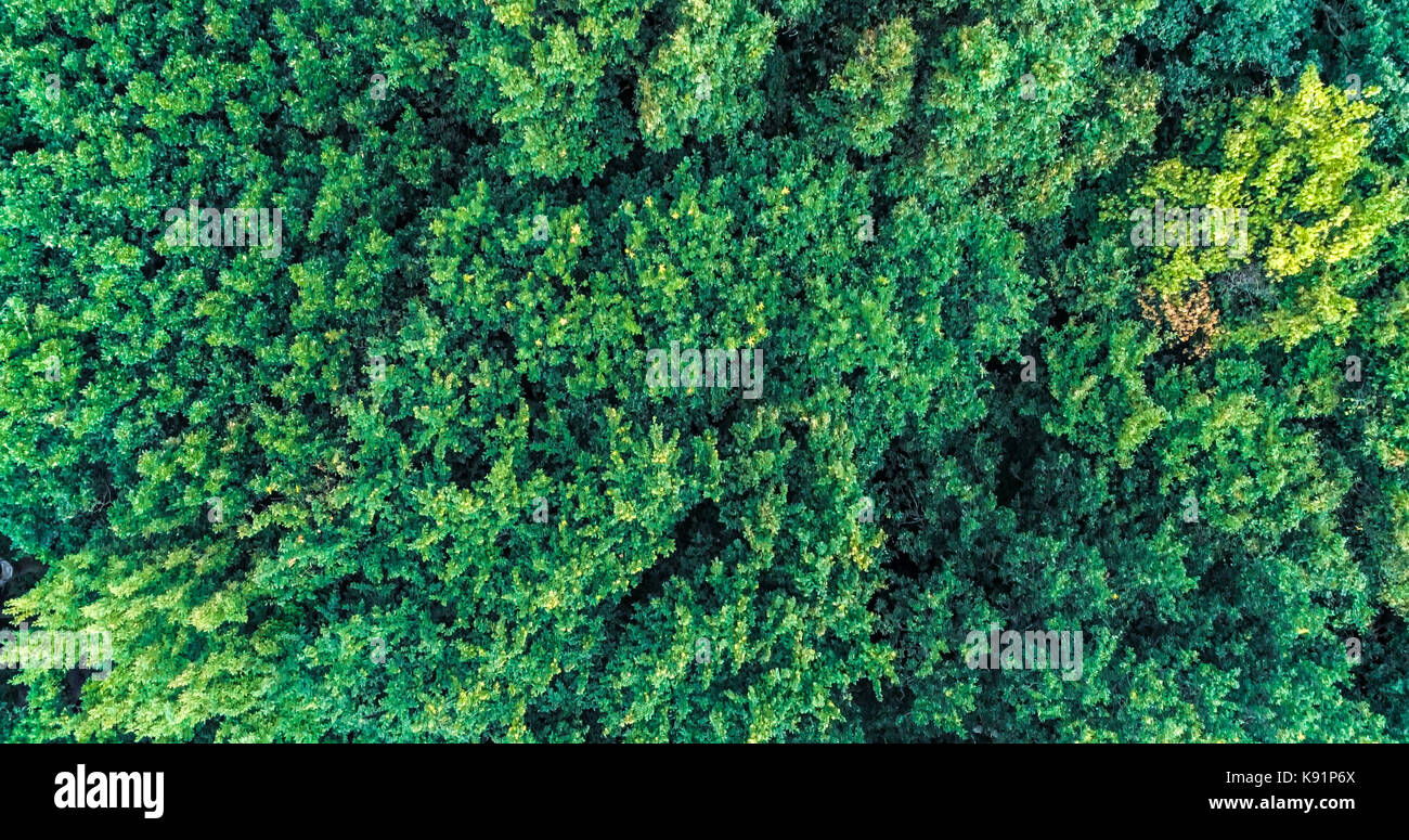 Vue aérienne de haut en bas de la cime des arbres dans une forêt en été ...