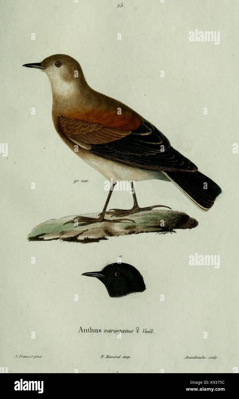 Lessonia Banque de photographies et d’images à haute résolution - Alamy