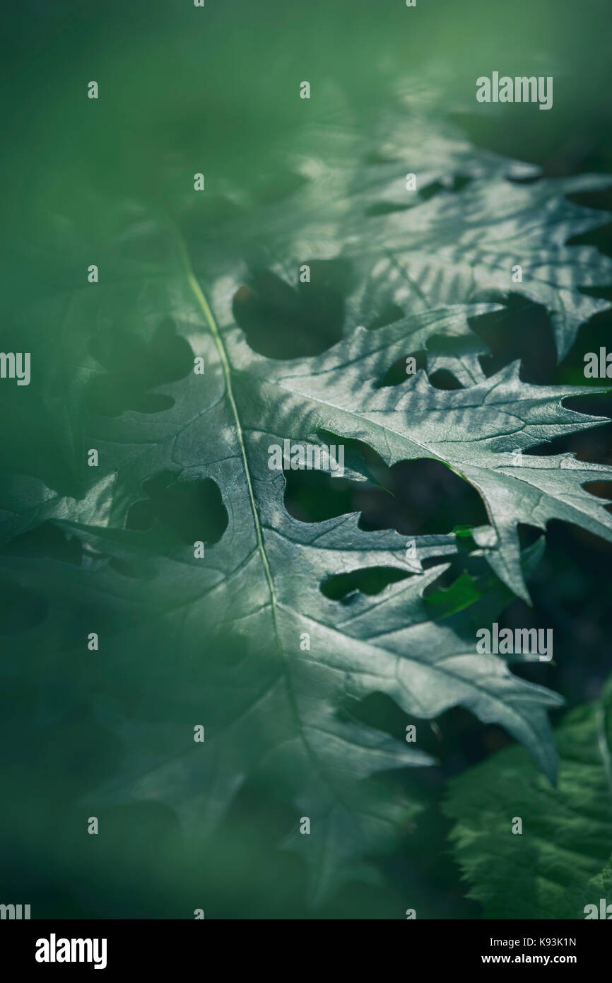 Plante à feuilles pointues Banque de photographies et d’images à haute ...