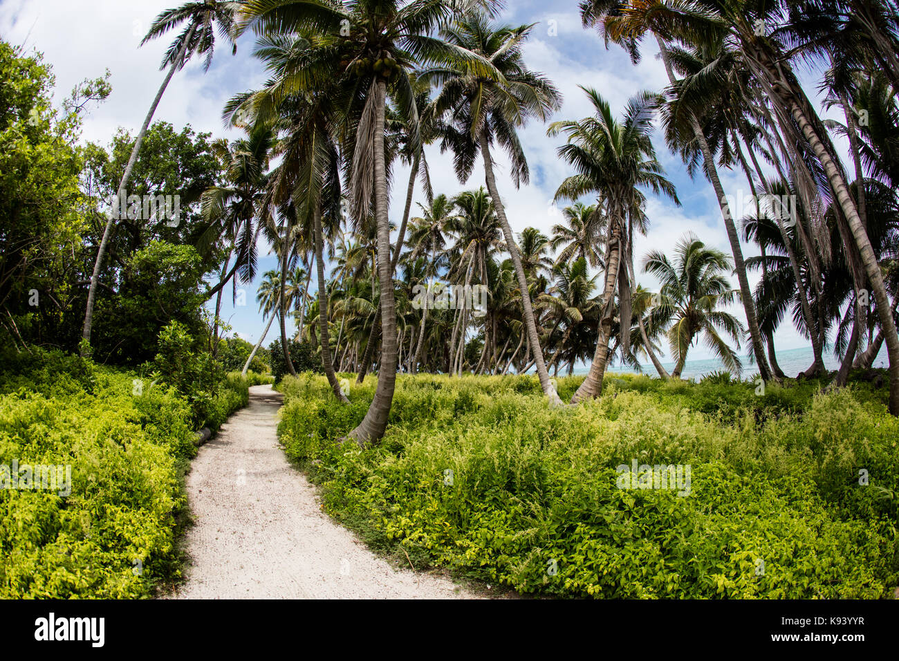 Un chemin de sable mène à travers une forêt de palmiers sur half moon ...