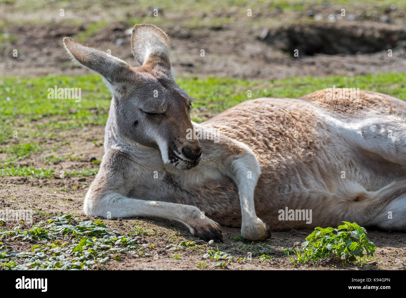 Kangourou Australien Banque d'image et photos - Alamy