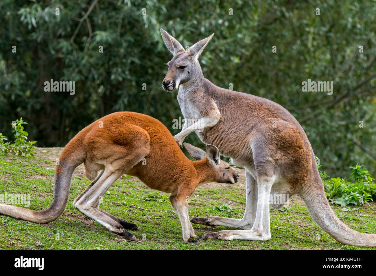 Kangouroux roux Banque de photographies et d’images à haute résolution - Alamy