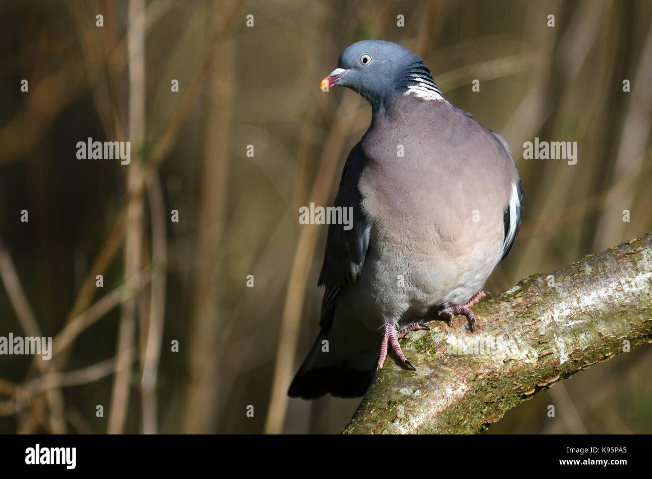 Pigeon ramier dans son habitat Banque de photographies et d’images à ...