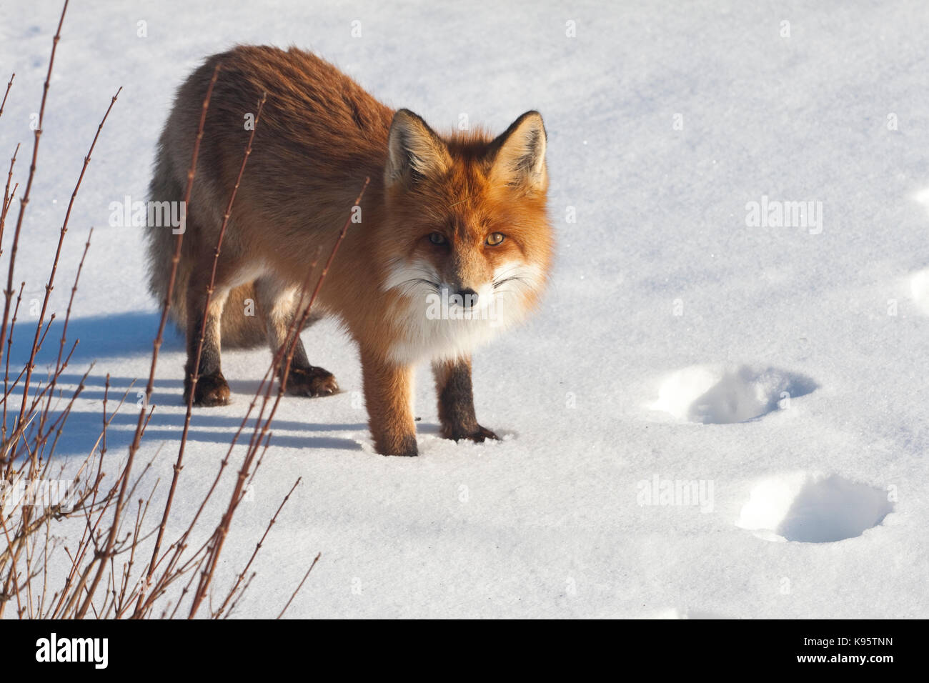 Beau renard Banque de photographies et d’images à haute résolution - Alamy