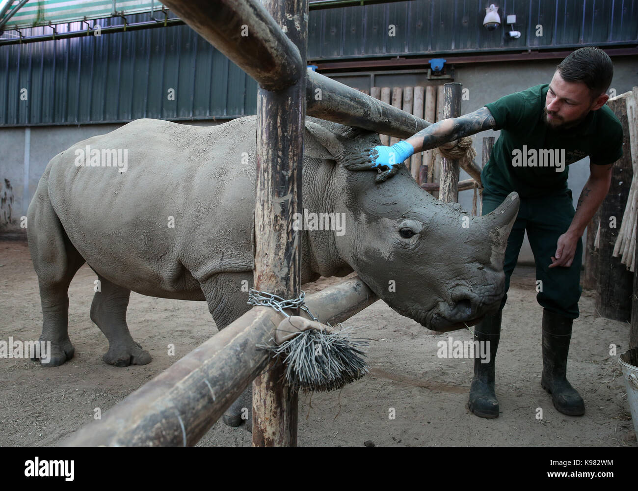 Bonnie, un bébé rhinocéros blanc, est traitée pour un soin du visage ...