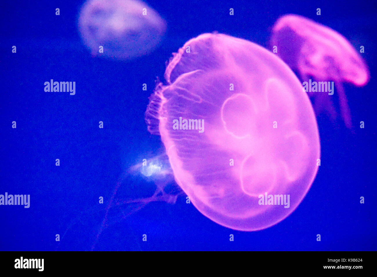 Poisson aquarium beaux lune Banque de photographies et d’images à haute ...