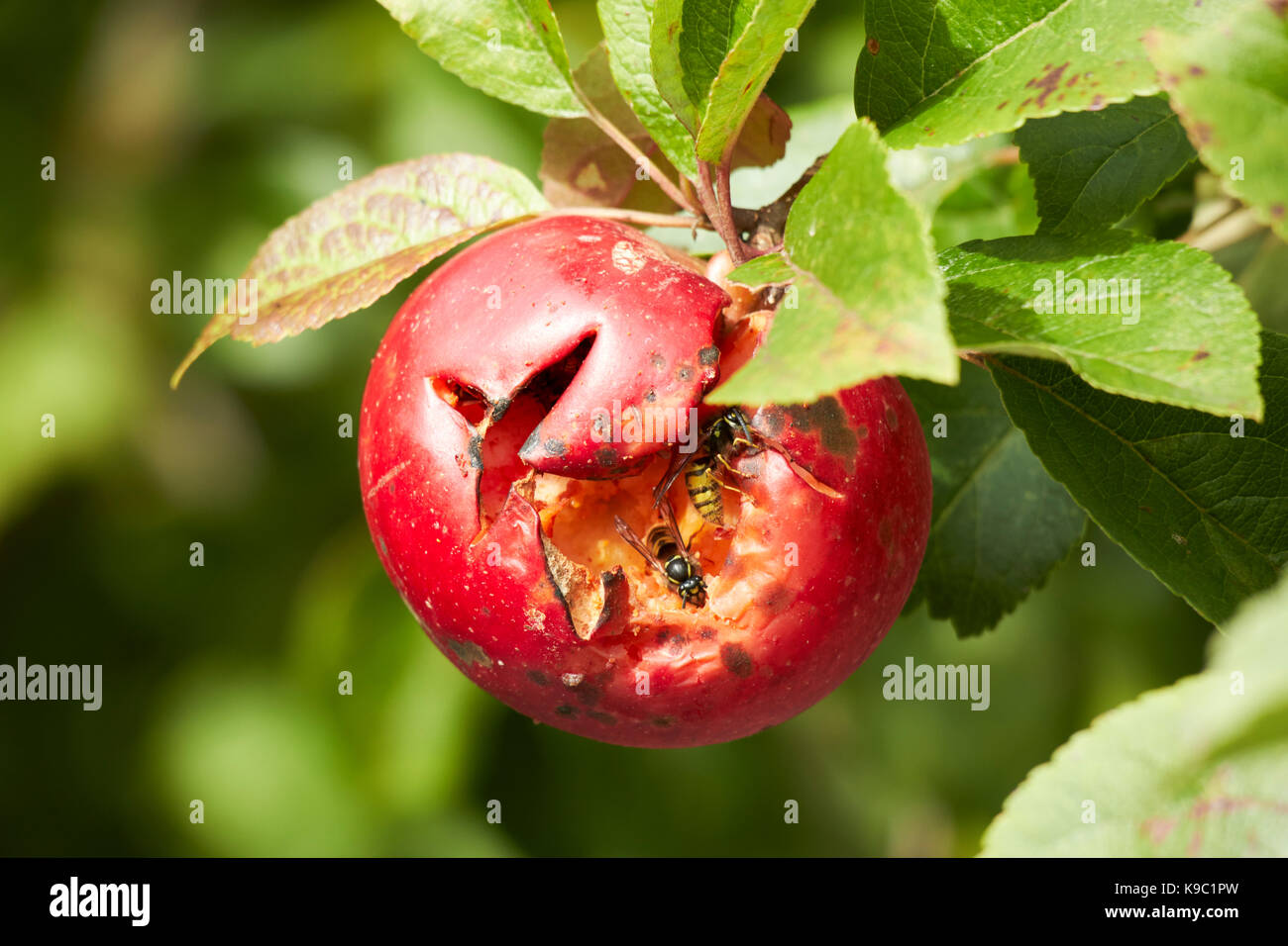 Arbre fruitier insecte nuisible Banque de photographies et d’images à ...