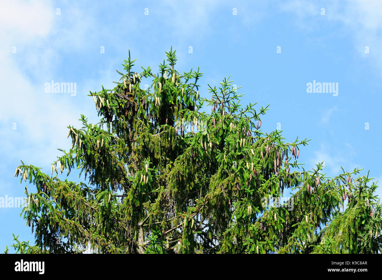Arbre avec des pommes de pin Banque de photographies et d’images à haute résolution - Alamy