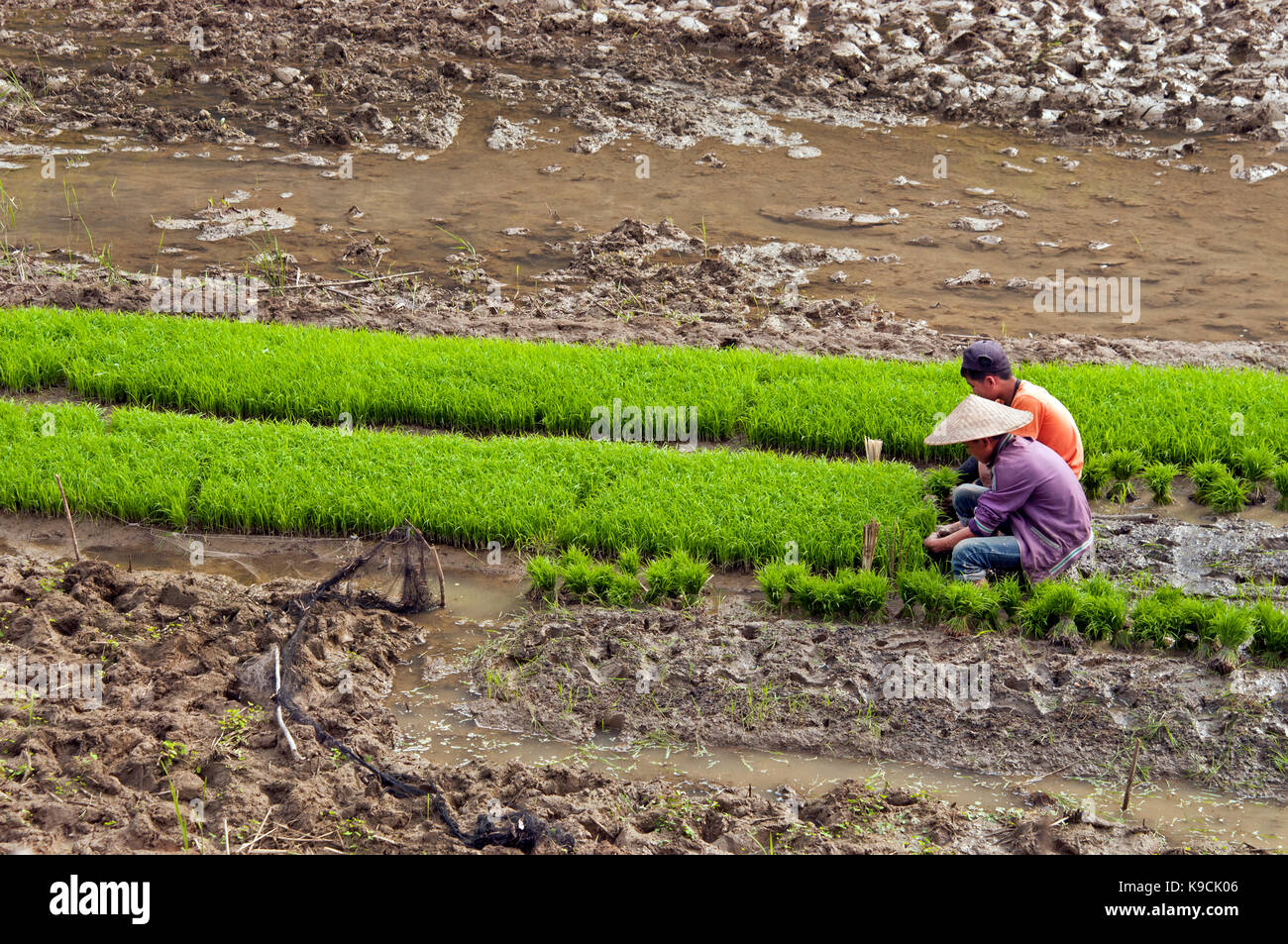 Riz paddy en vert champ Banque de photographies et d’images à haute ...