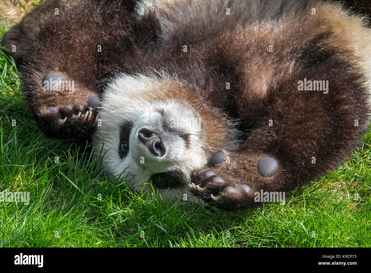 Panda géant Banque de photographies et d’images à haute résolution - Alamy