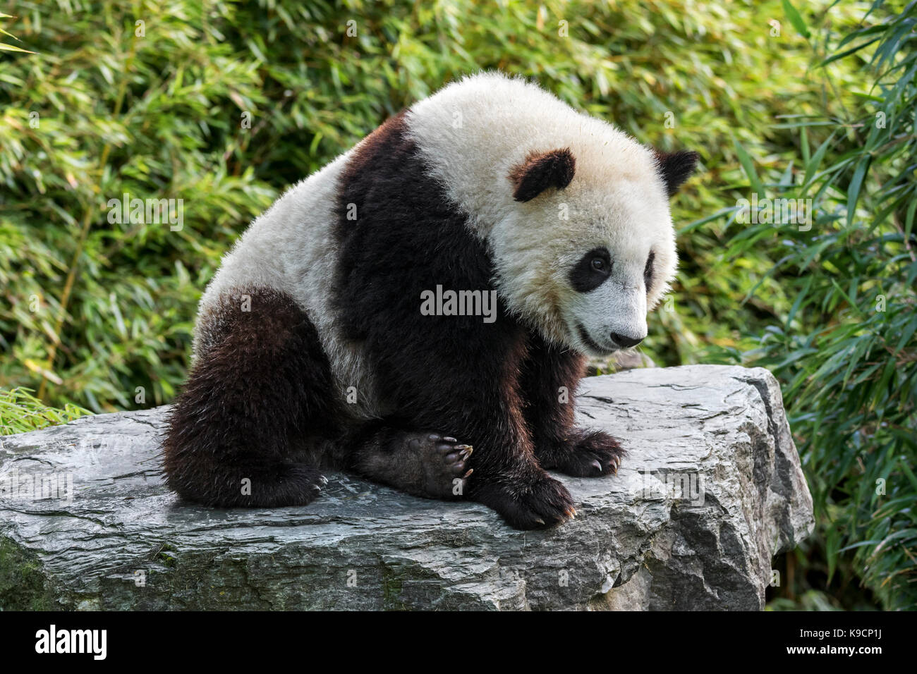 Panda géant (Ailuropoda melanoleuca) cub âgé d'un an assis sur la roche ...