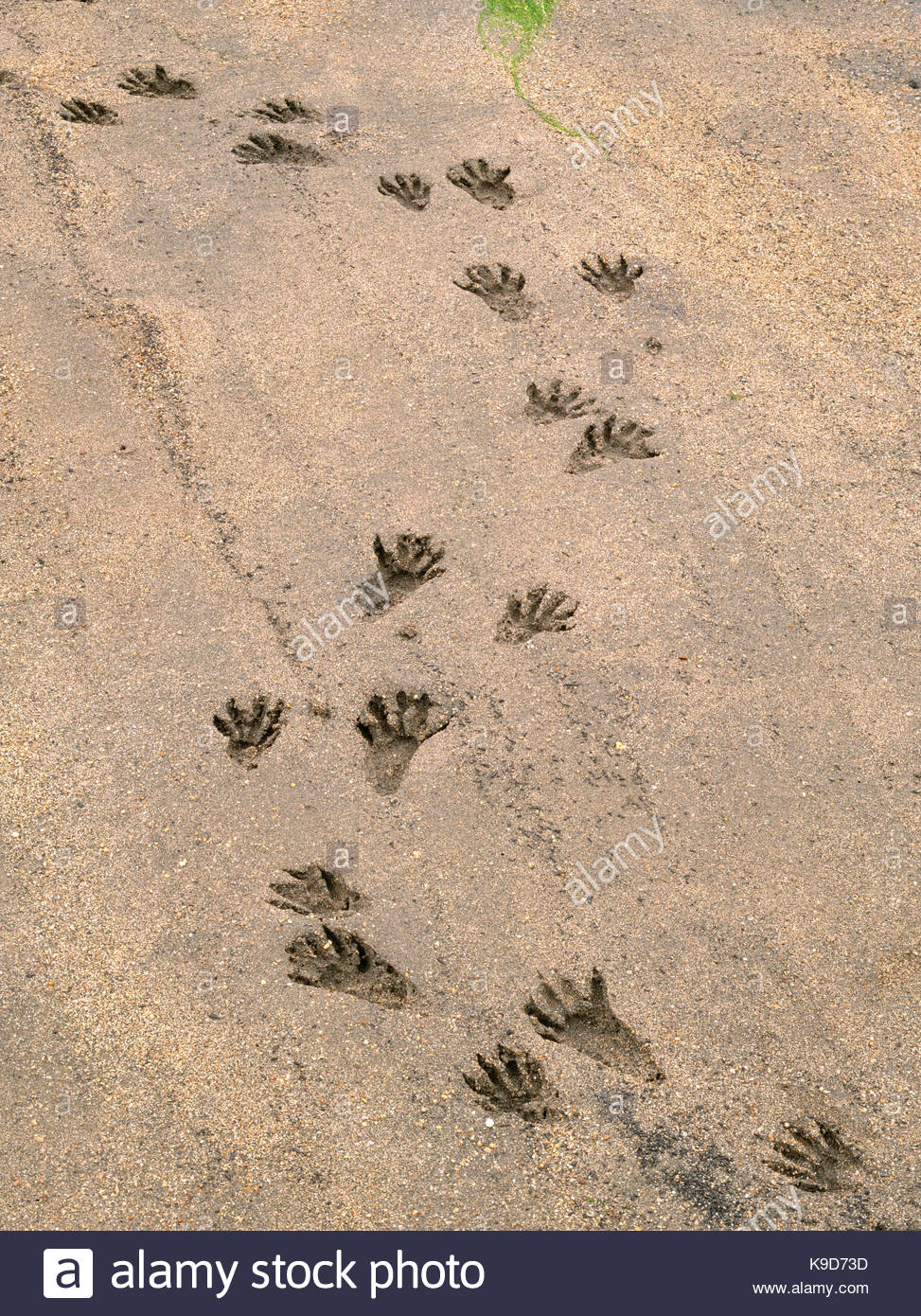Empreintes De Raton Laveur Banque d'image et photos - Alamy