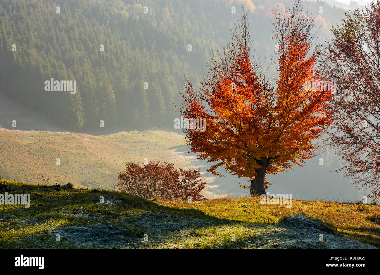 Arbre à feuilles rouges sur la colline avec une forêt de sapins à ...