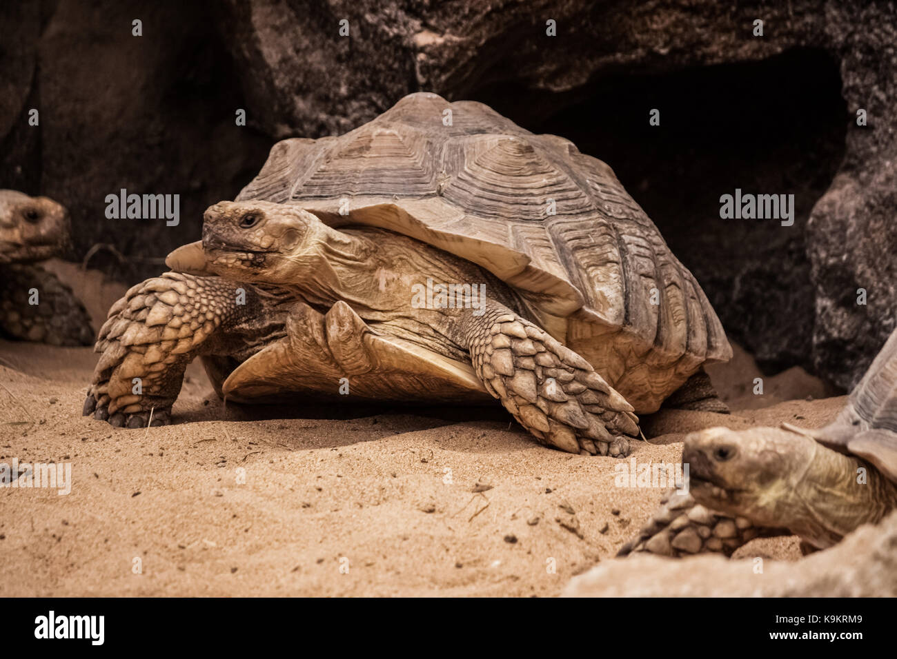 Loro park Banque de photographies et d’images à haute résolution - Alamy