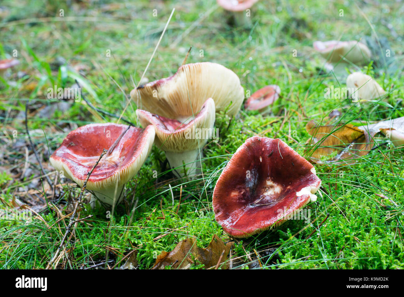 Macro de champignons Banque de photographies et d’images à haute ...