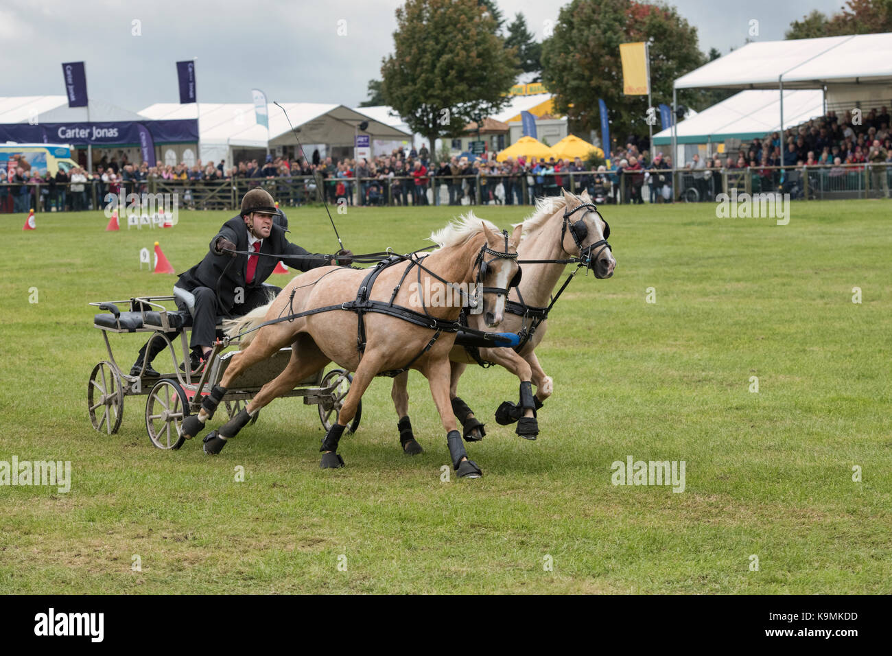 Double poney Banque de photographies et d’images à haute résolution - Alamy