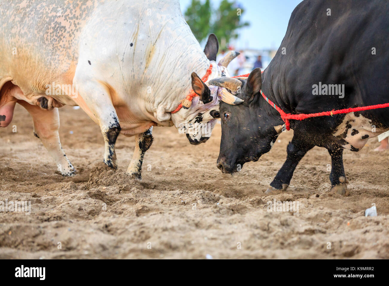 Taureaux de fujairah Banque de photographies et d’images à haute ...