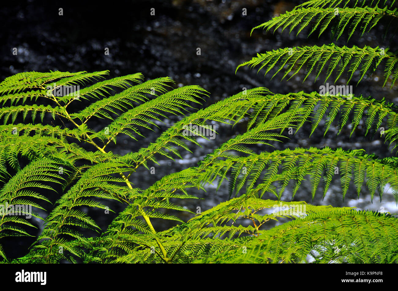 Alerce Andino National Park Banque De Photographies Et D images Haute Alerce Andino National Park Banque De Photographies Et D images Haute