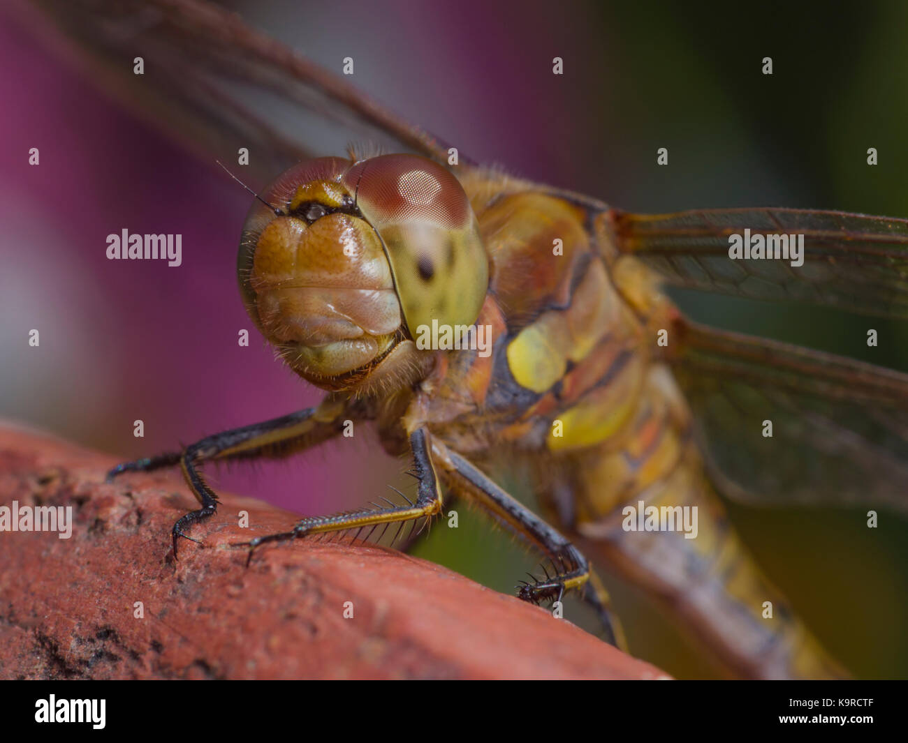 Parties Du Corps Des Insectes Banque d'image et photos - Alamy