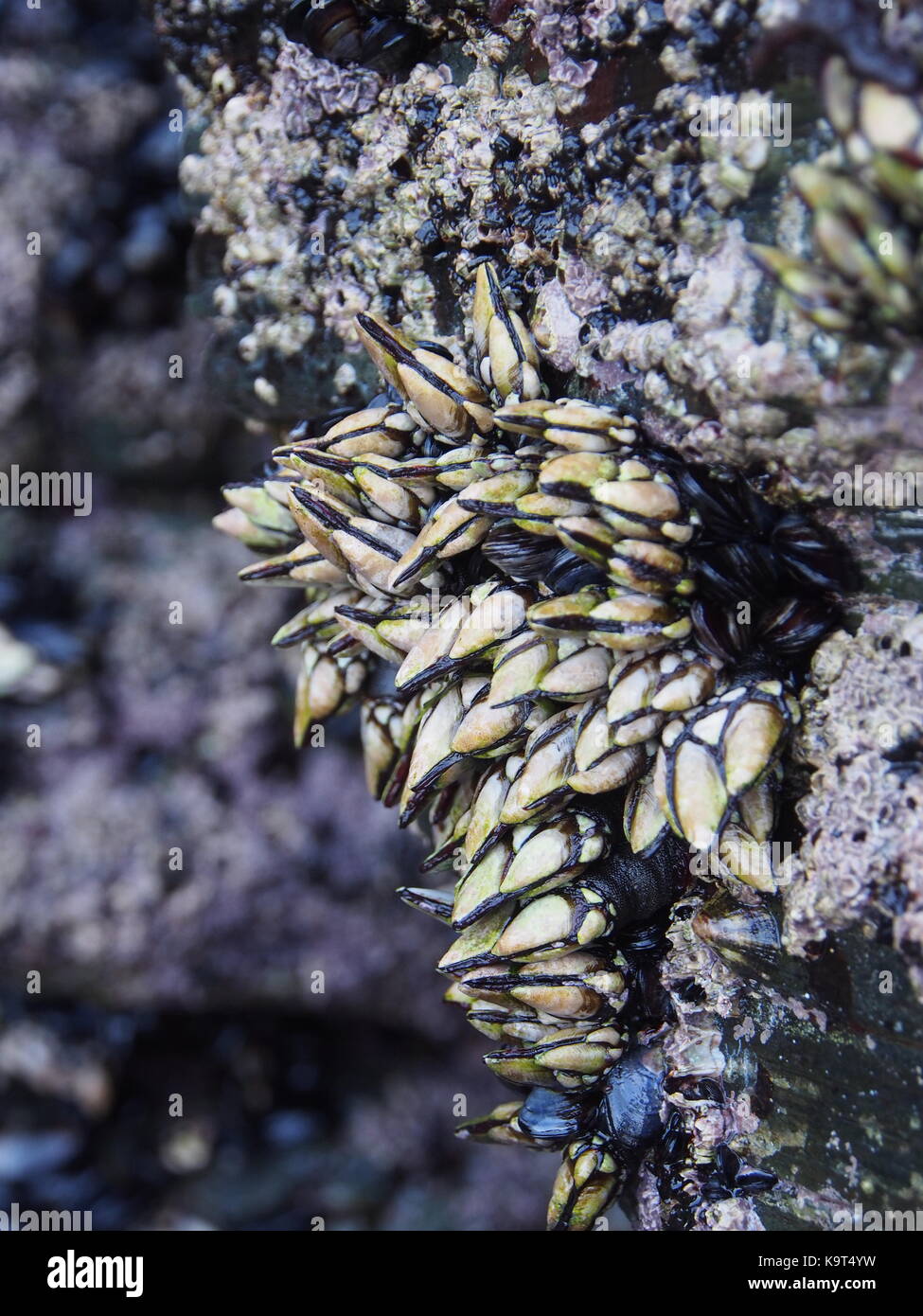 Percebes, galicia Banque de photographies et d’images à haute ...