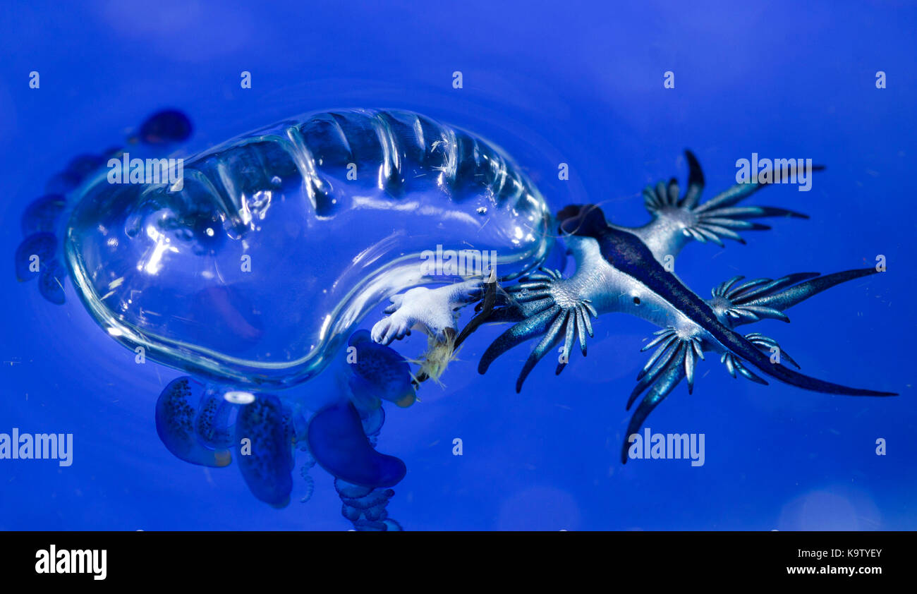 Dragon de mer bleu Banque de photographies et d’images à haute ...