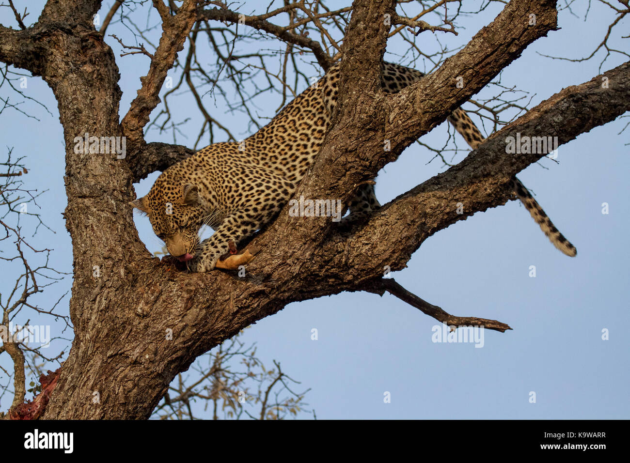 Leopard eating Banque de photographies et d’images à haute résolution ...