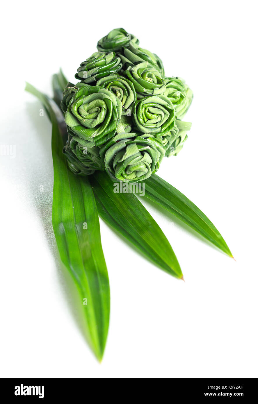 Feuille de pandanus Banque de photographies et d’images à haute ...