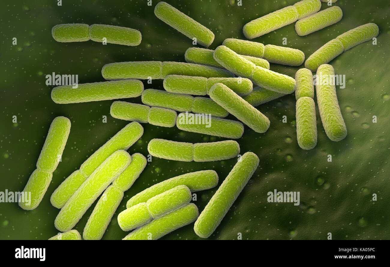 Escherichia Coli Microscope Banque d'image et photos - Alamy