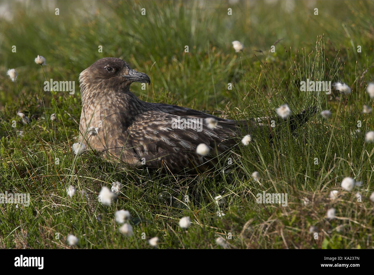 Grand Labbe, labbe, Catharacta skua, grand labbe, Labbe / / grand labbe ...