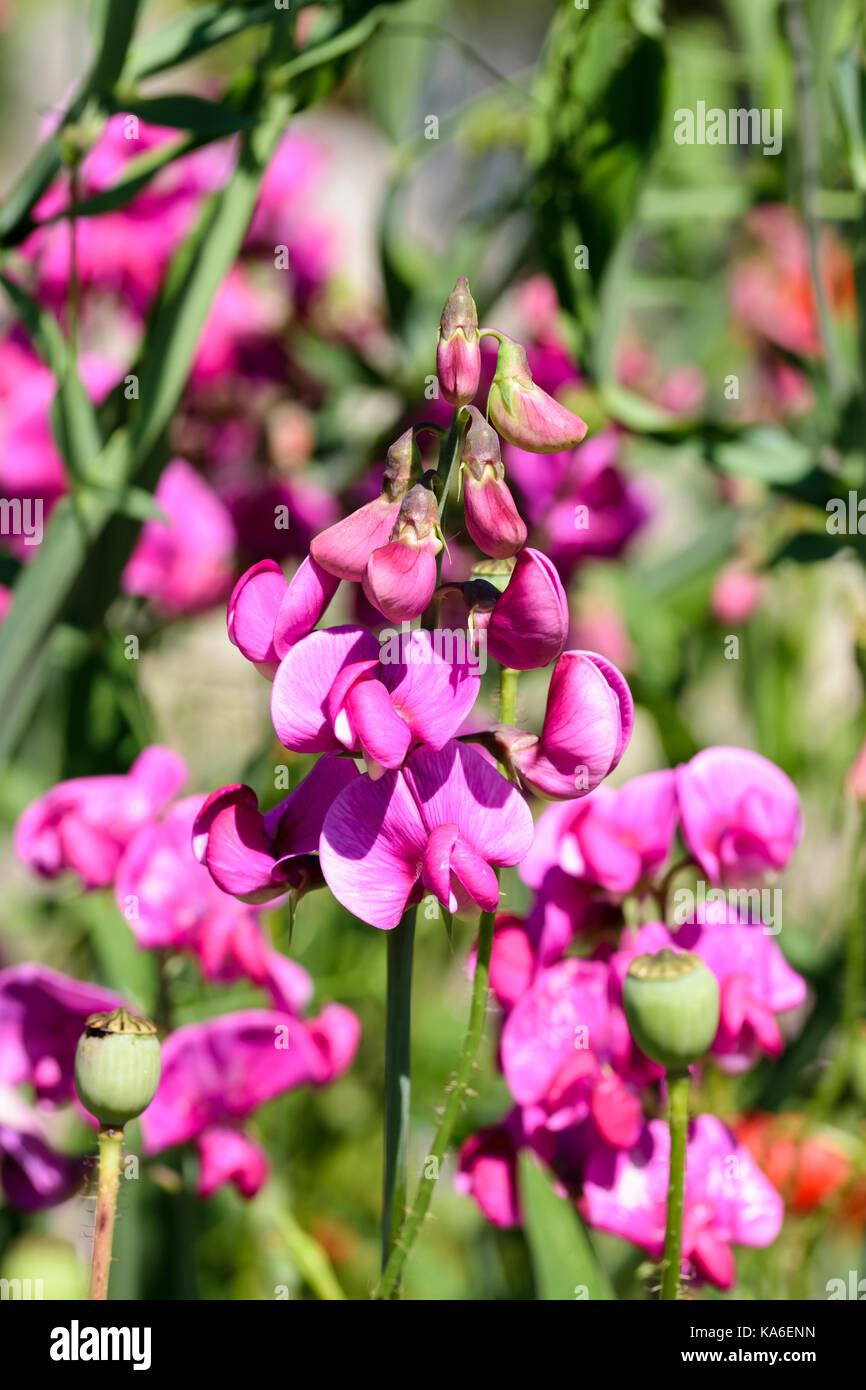 Pois vivace Banque de photographies et d’images à haute résolution - Alamy