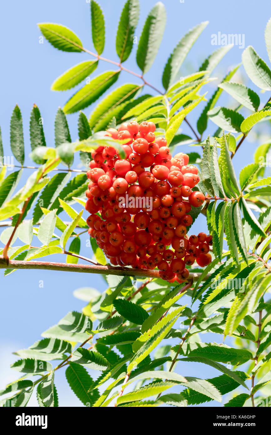Rowan arbre sorbus aucuparia Banque de photographies et d’images à ...