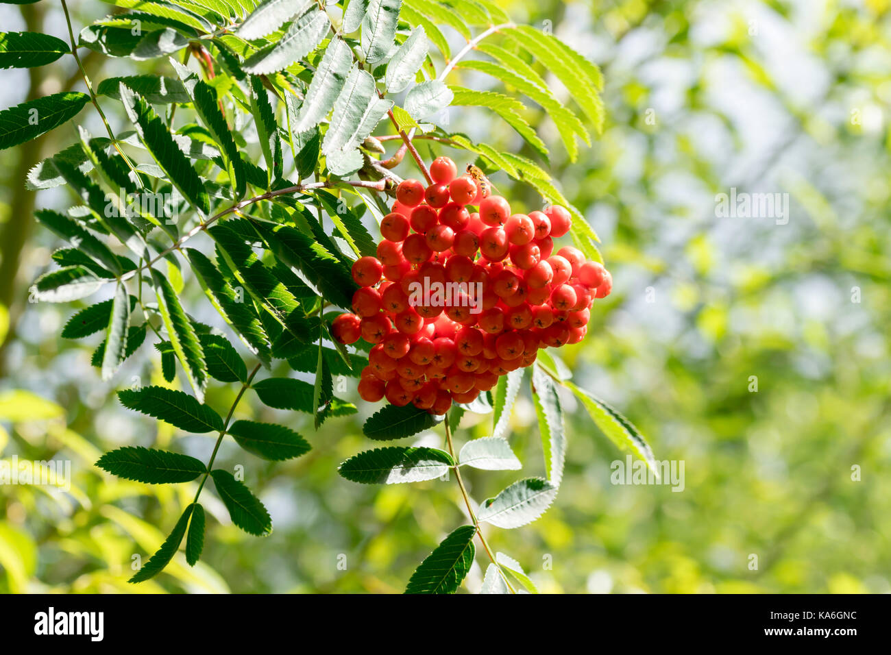 Rowan arbre sorbus aucuparia Banque de photographies et d’images à ...