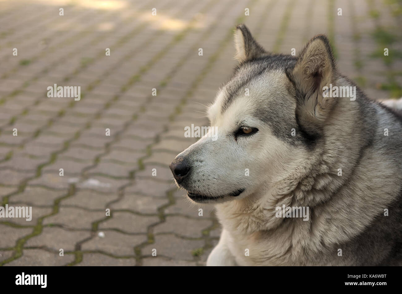 Husky alaskien Banque de photographies et d’images à haute résolution ...