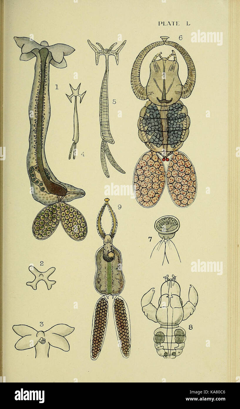 Cette illustration de la bibliothèque de la Smithsonian institution ...