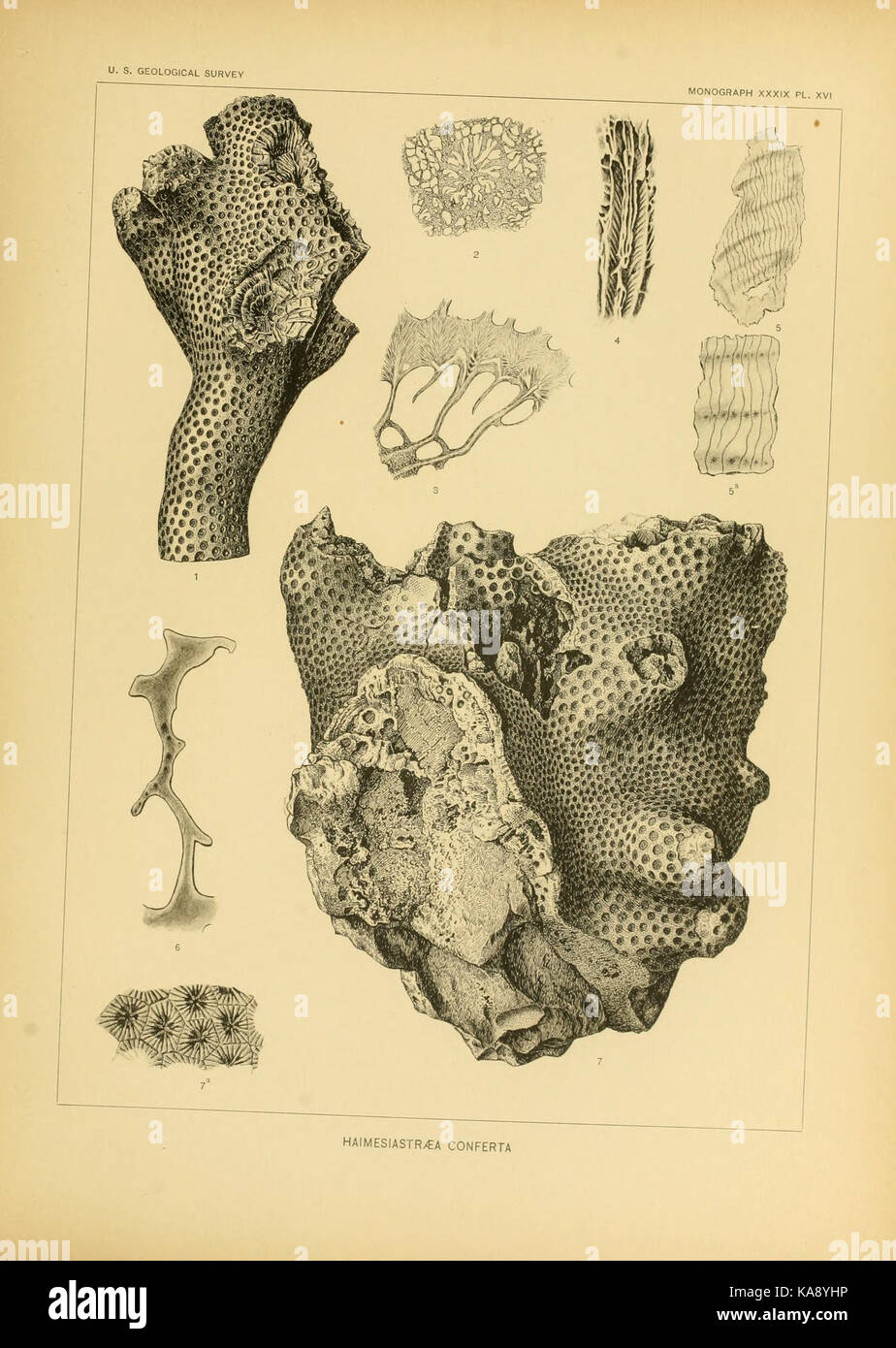 Oligocene map Banque de photographies et d’images à haute résolution ...