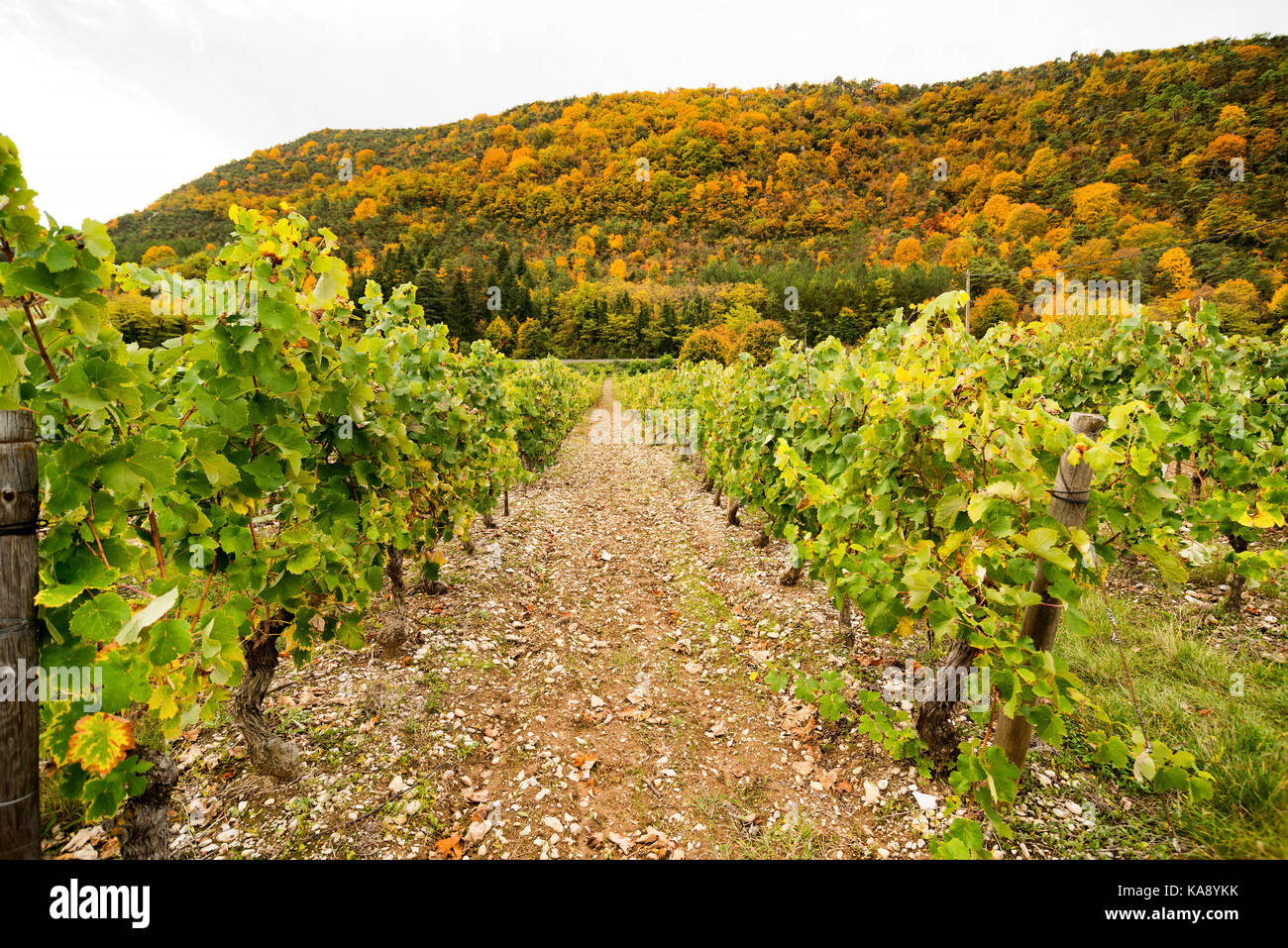 Clairette de die Banque de photographies et d’images à haute résolution ...