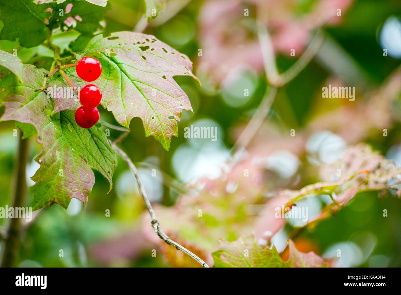 Fruits rouges sauvages viburnum Photo Stock - Alamy