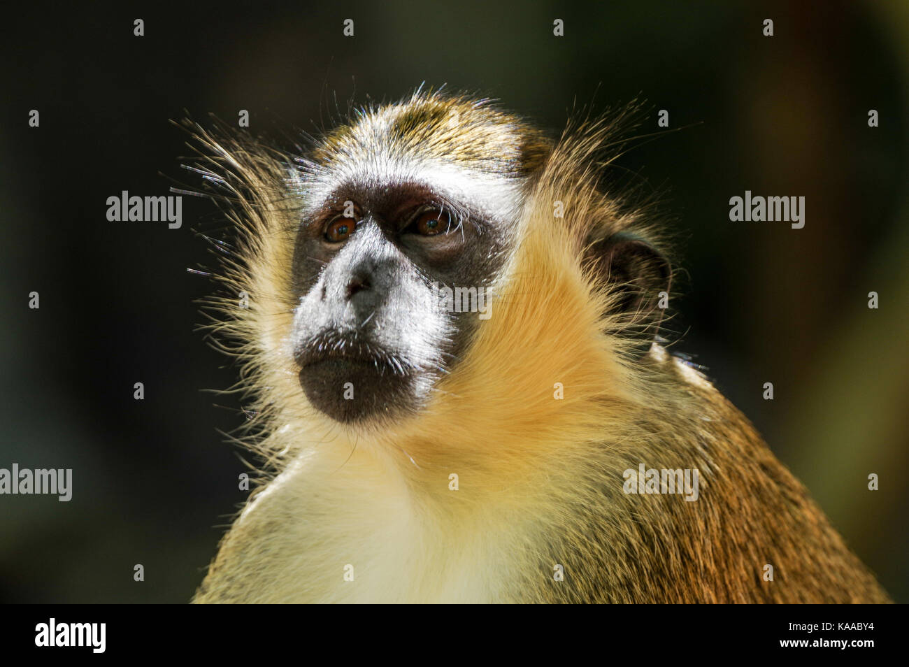 Singe vert de la barbade Banque de photographies et d’images à haute ...