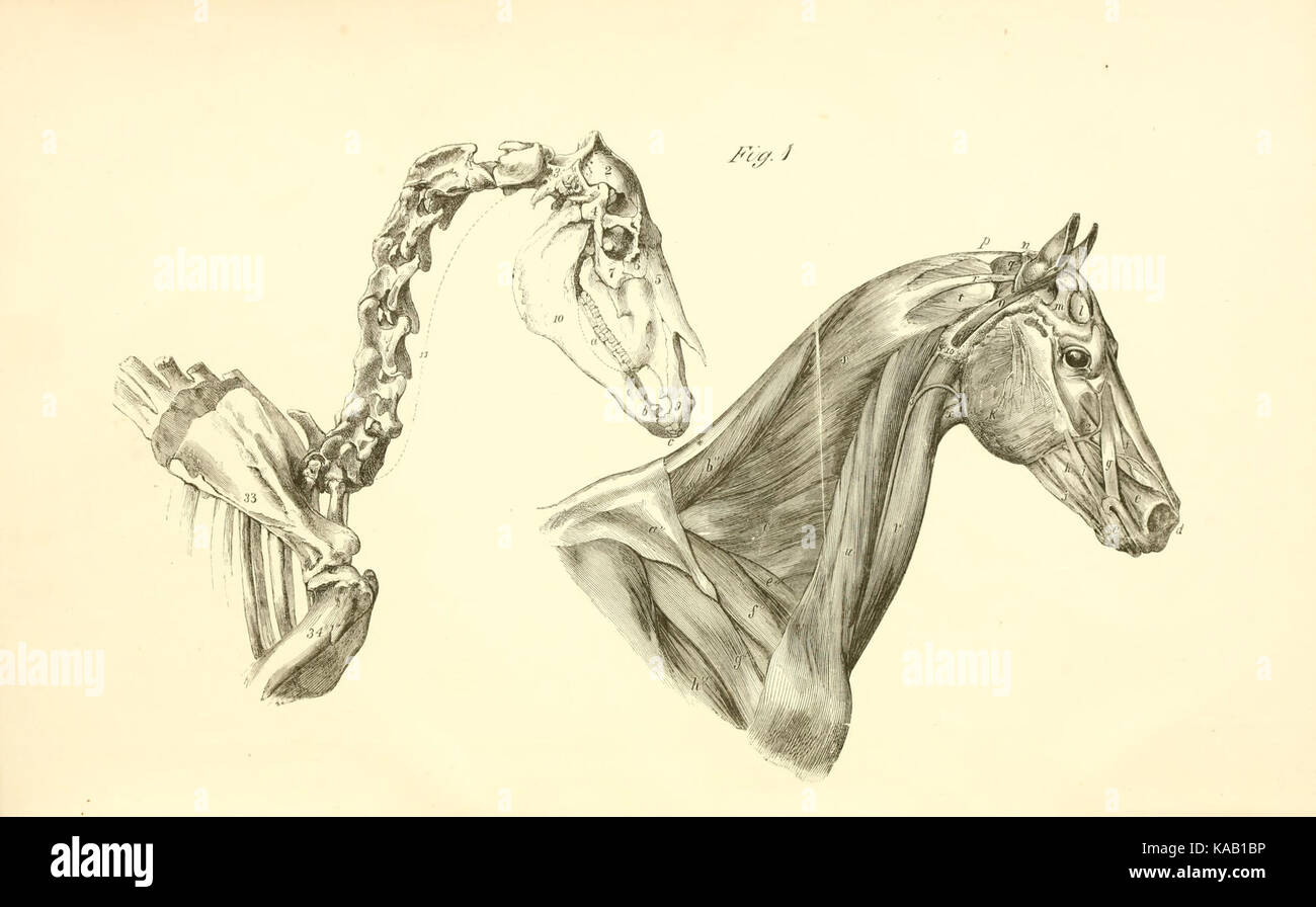 L'anatomie du cheval Banque de photographies et d’images à haute ...