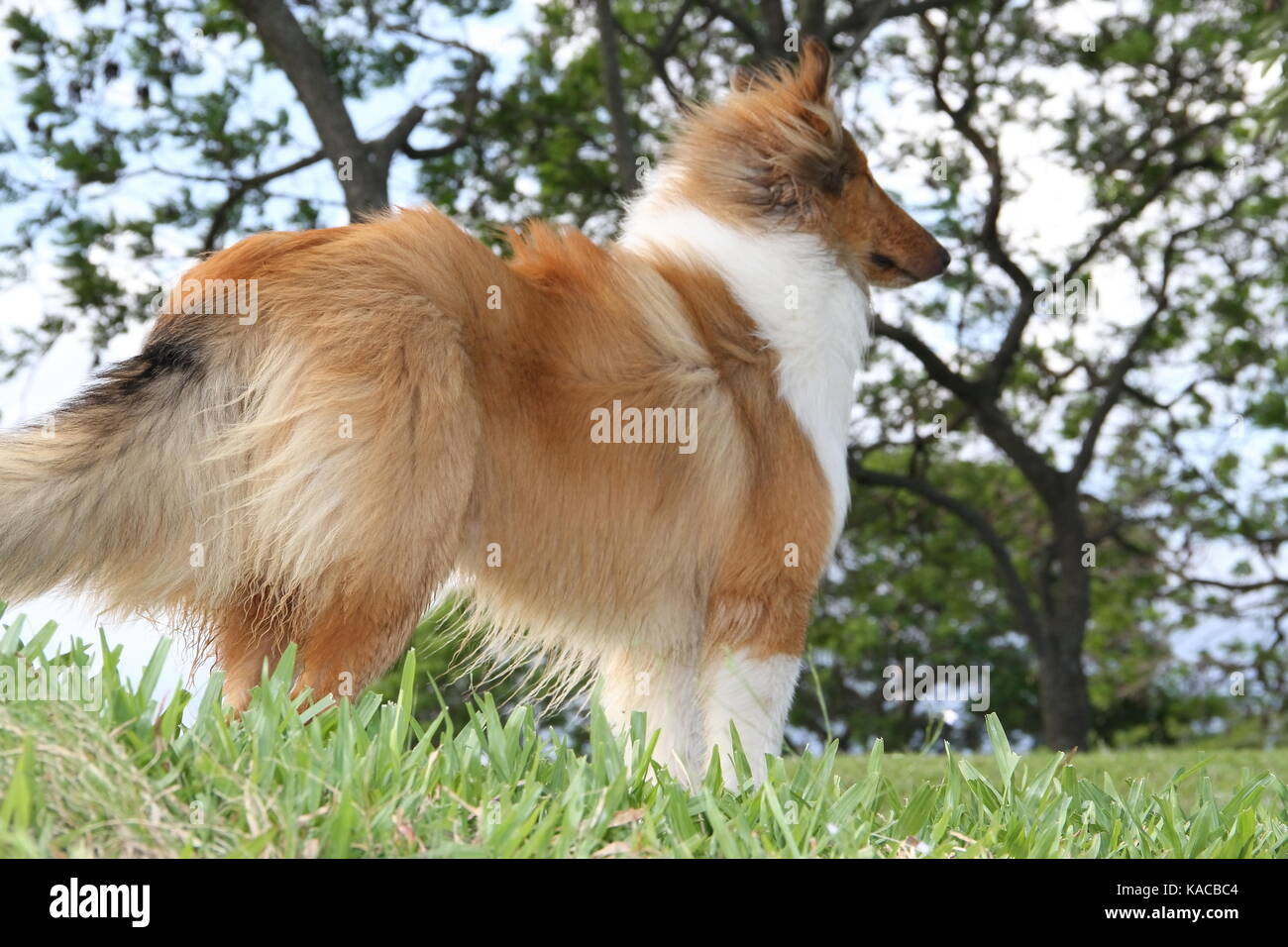 Chien colley d'écosse Photo Stock - Alamy