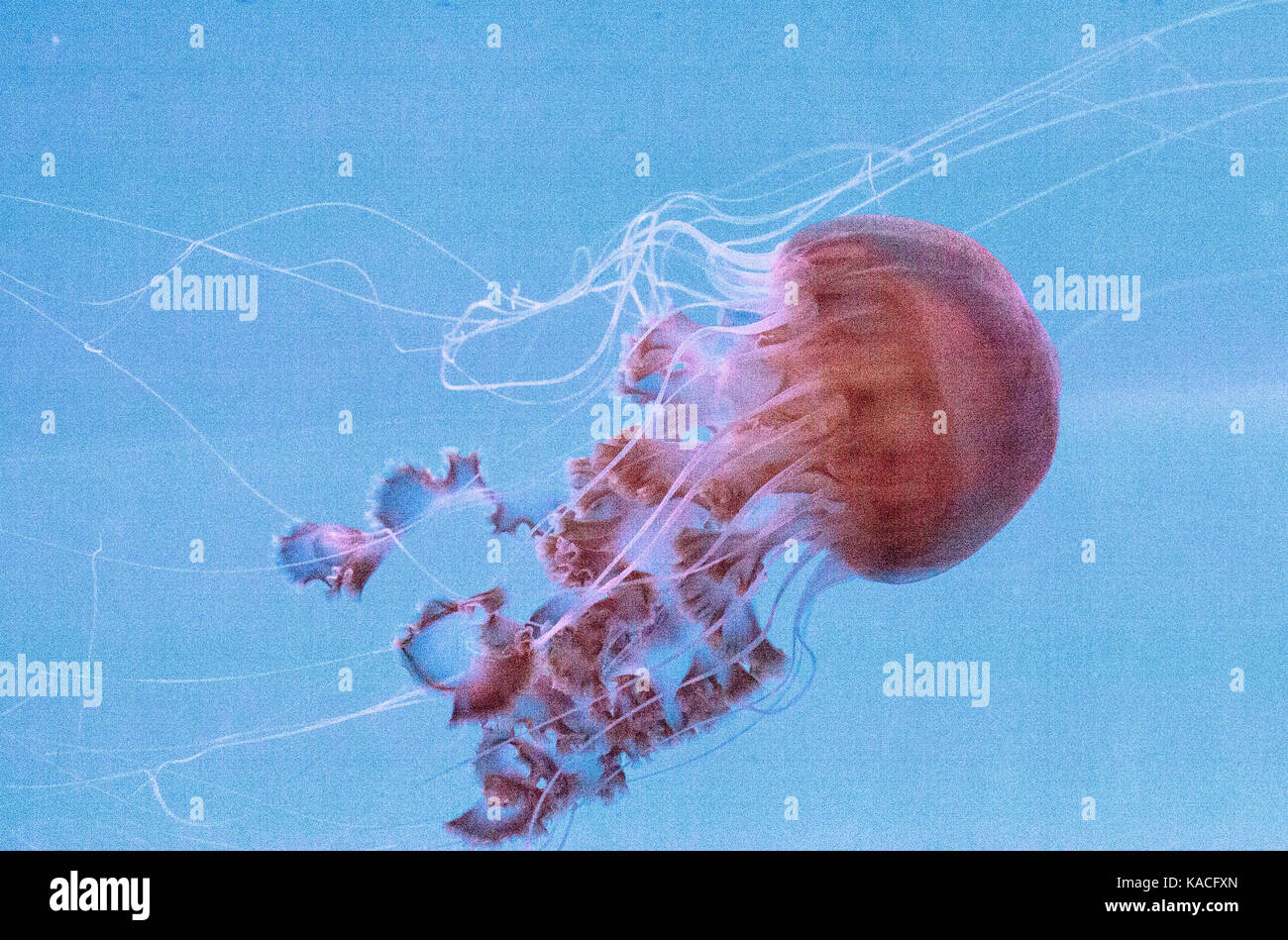 La mer Noire méduse chrysaora achlyos d'ortie est également connu sous ...