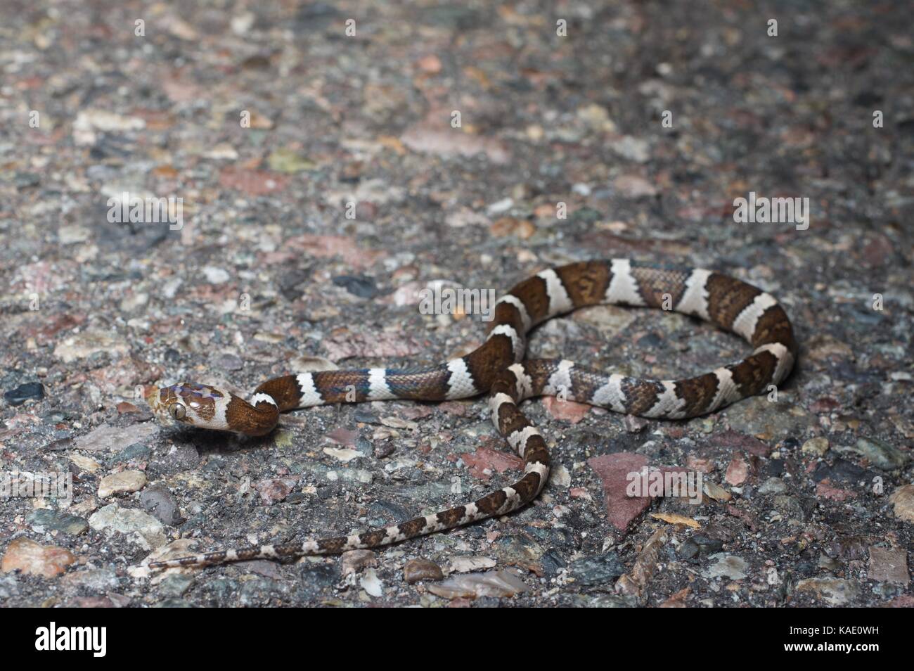 Sonoran lyre snake Banque de photographies et d’images à haute ...