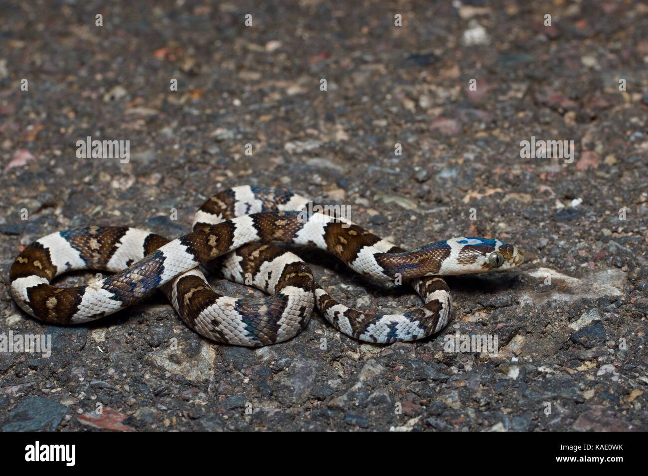 Sonoran lyre snake Banque de photographies et d’images à haute ...