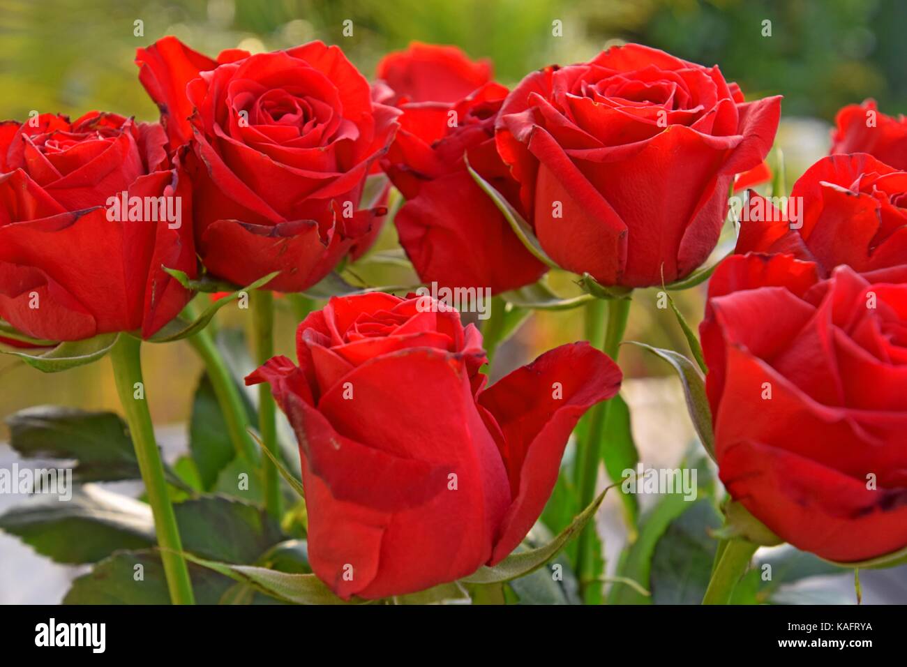 Les roses sont rouges, roses rouges, parfait symbole de l'amour, Fête ...