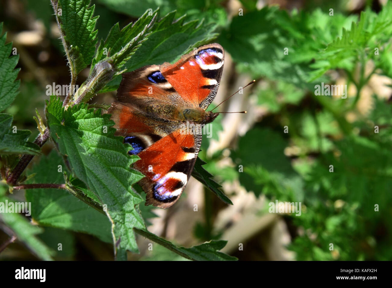 Reproduction de papillon Banque de photographies et d’images à haute ...